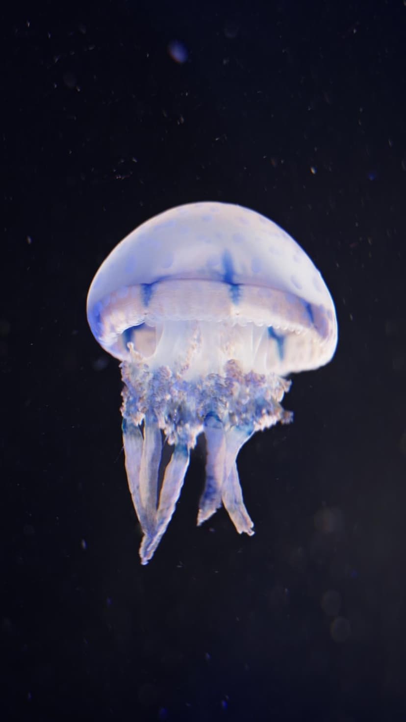Ocean’s Clouds — A living presence from the ocean, made for your home
